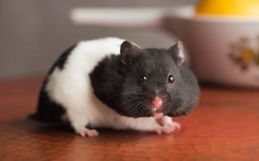 Hámster Panda | Todo lo que DEBES Saber【2025