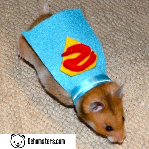 Ropa para Hámsters | Las MEJORES Prendas de【2023